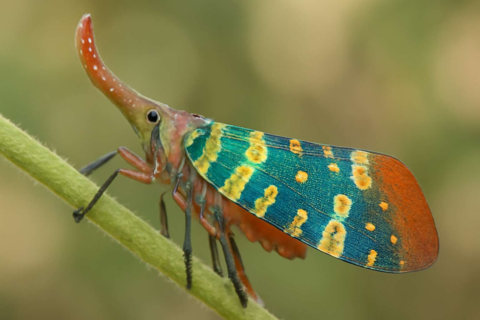 Can Lantern Flies Hurt You? What You Need to Know About Their Potential ...
