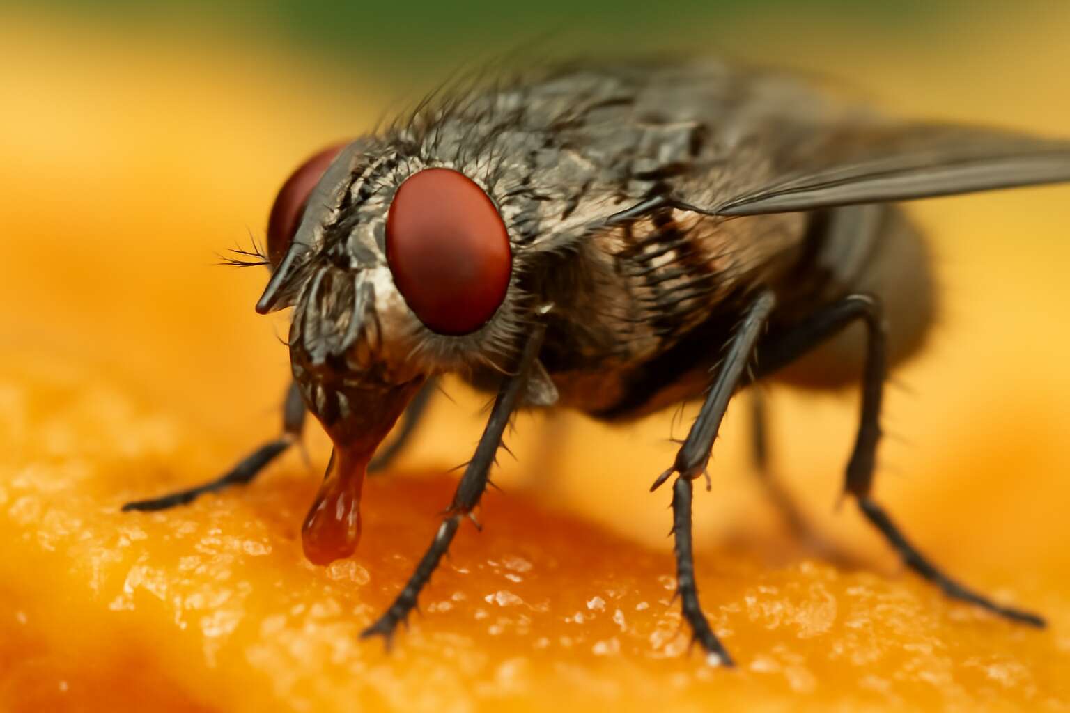 Discover Why Flies Like to Eat: Surprising Facts About Their Favorite ...